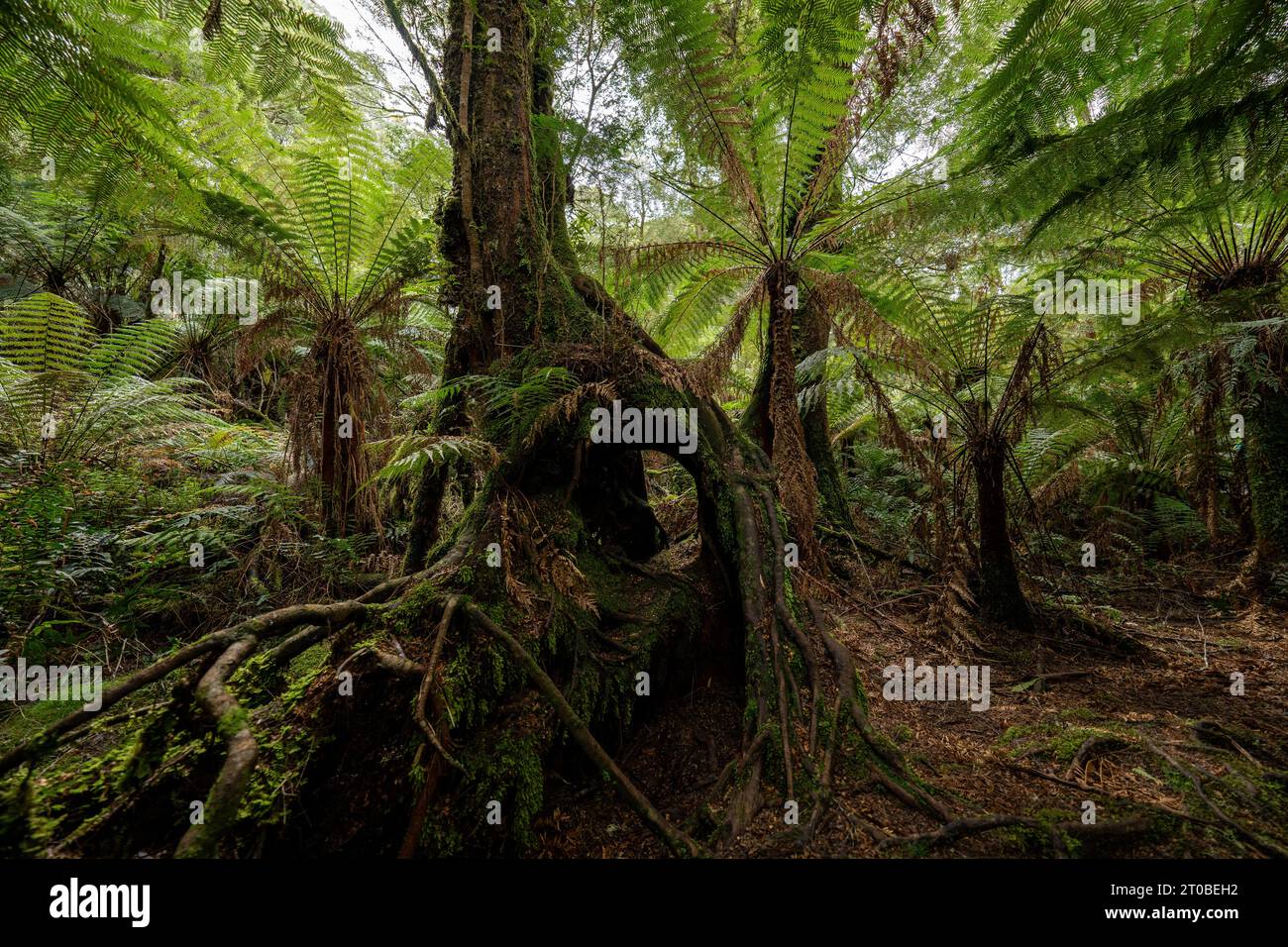 Amazing Australia in a Journey to the Jungle as well as City, to see ...