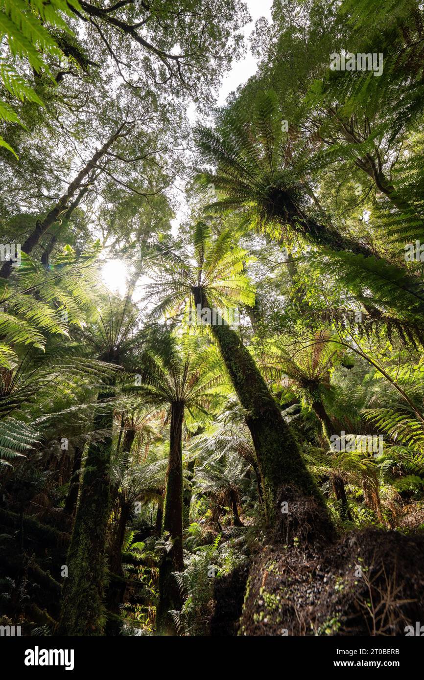 Amazing Australia in a Journey to the Jungle as well as City, to see ...