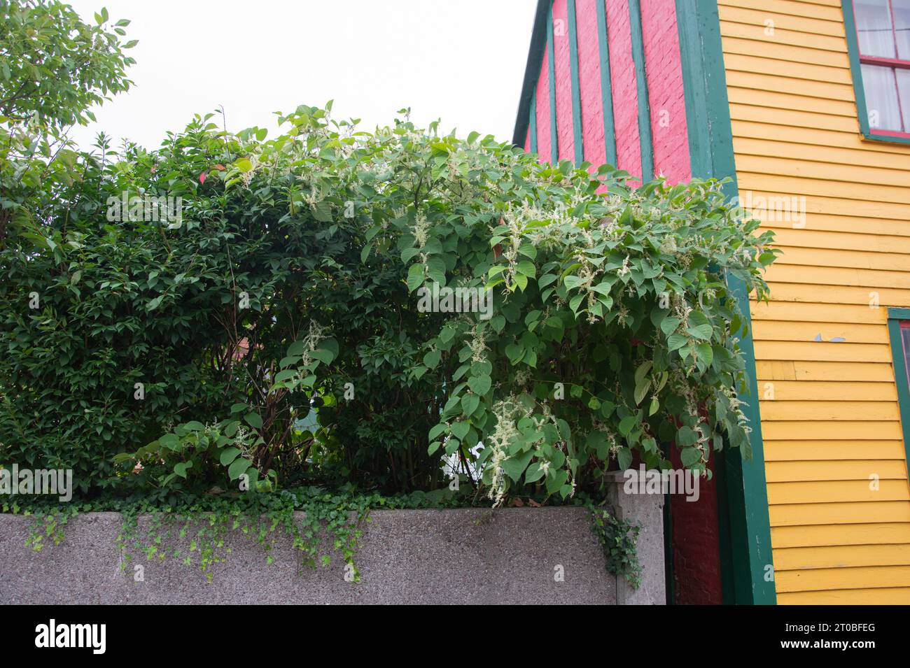 Japanese knotweed growing in the town in St. Pierre, France Stock Photo ...