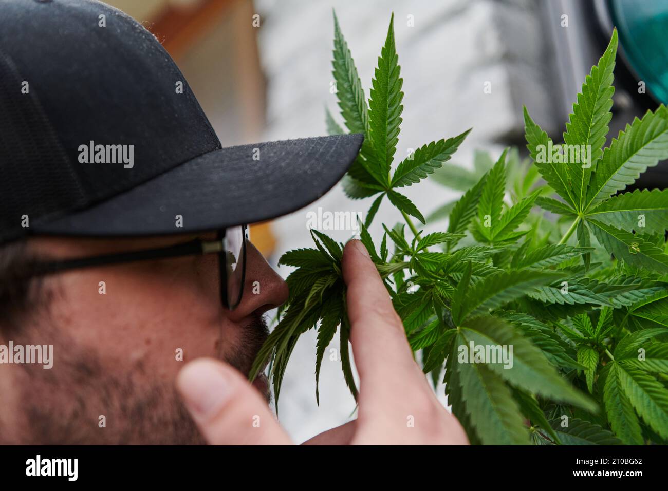 Marijuana blooms hi-res stock photography and images - Alamy