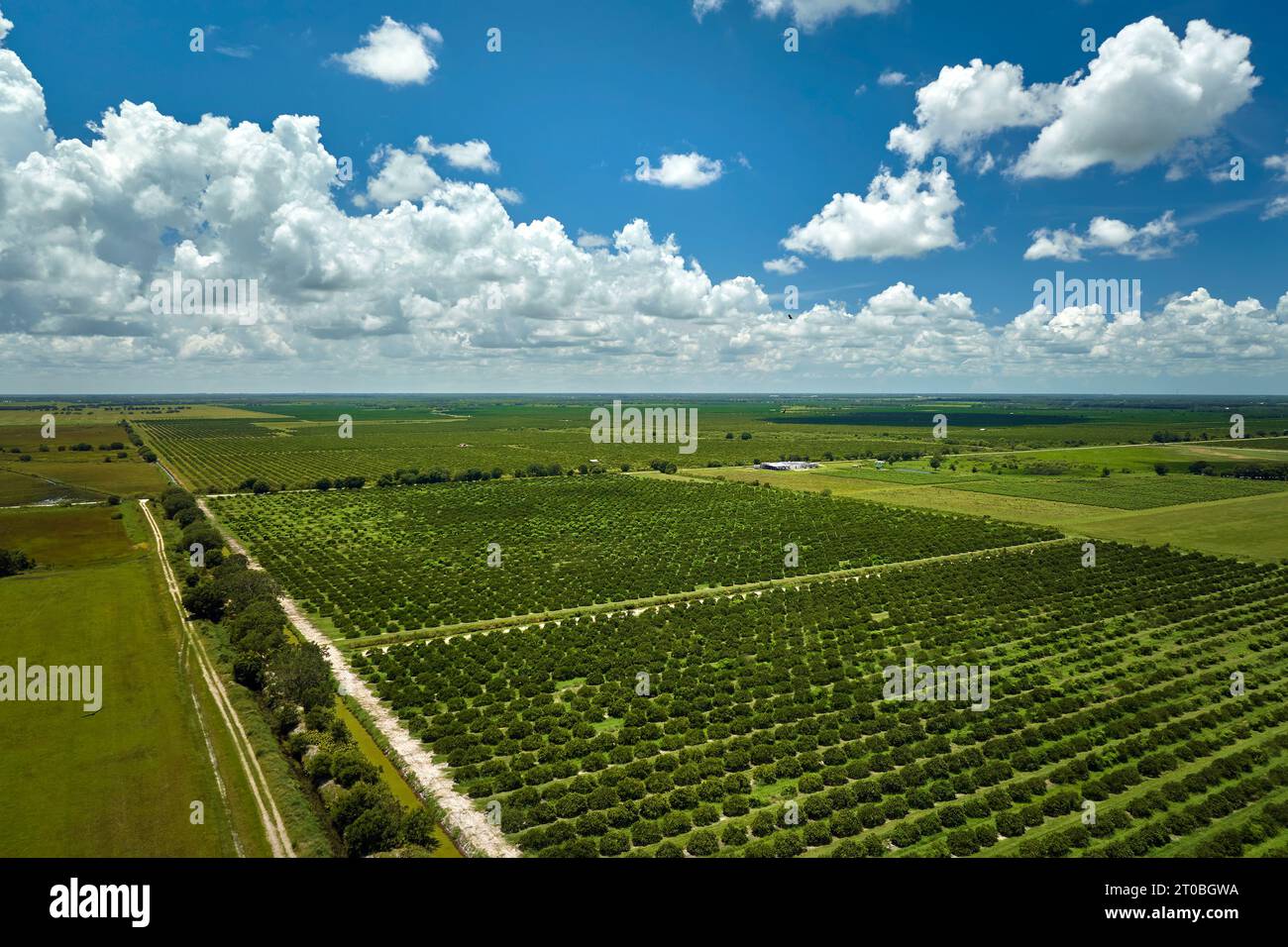 Citrus grove farmlands with rows of orange trees growing in rural ...