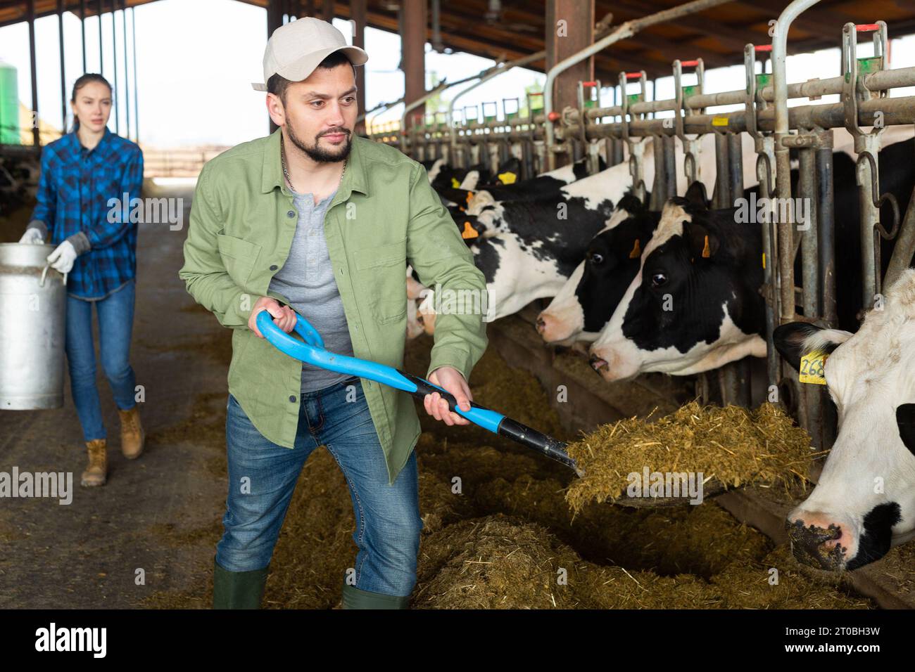 Portrait of man farm worker feeding cows Stock Photo - Alamy
