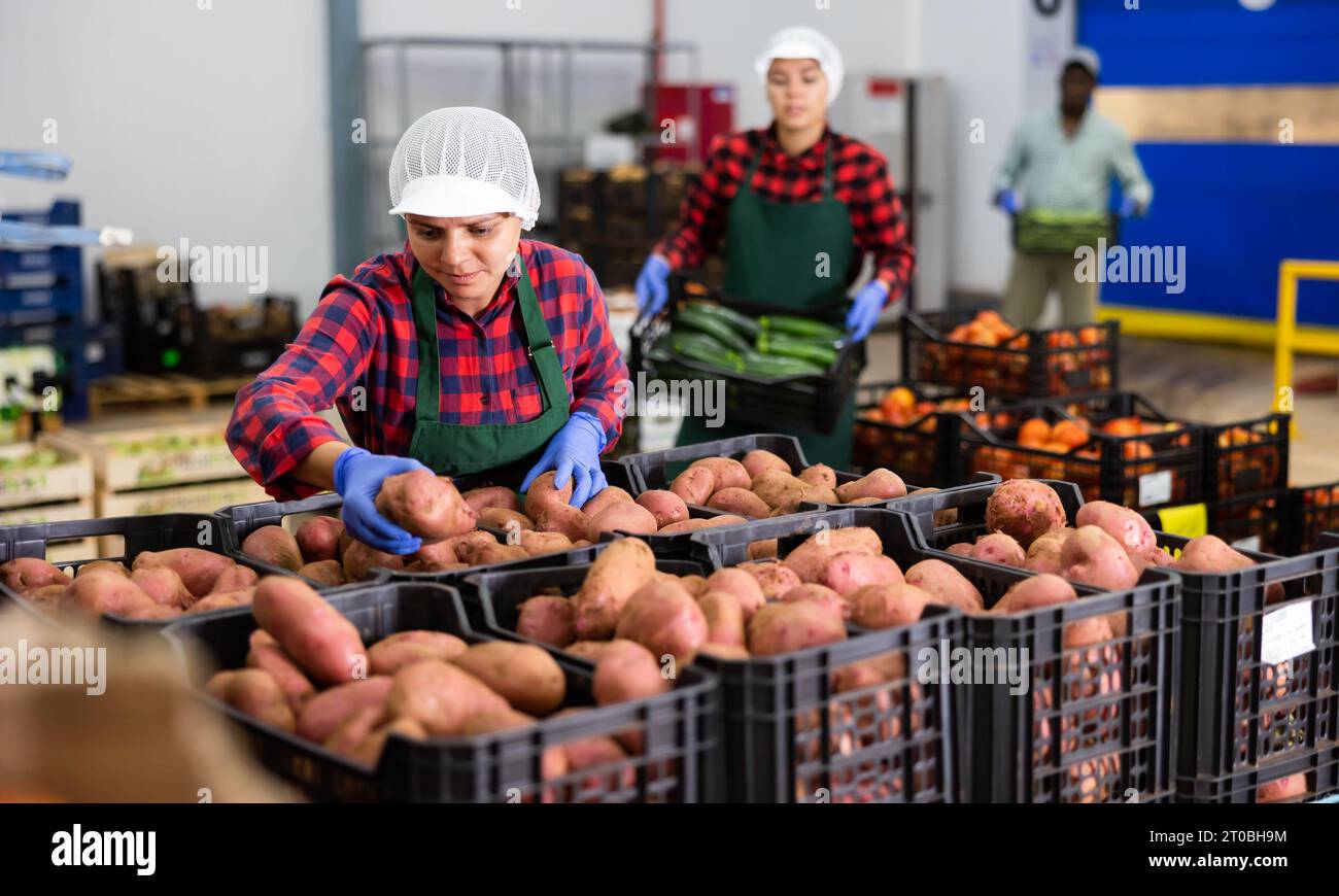 Warehouse worker checks the quality of harvested potato crop Stock ...