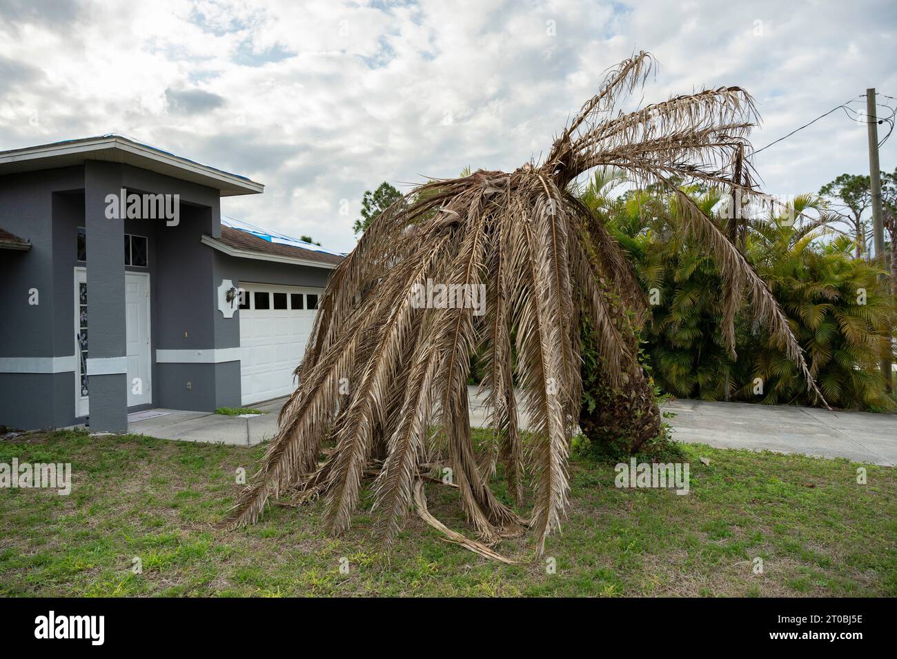 Dry dead palm tree on Florida home backyard Stock Photo - Alamy