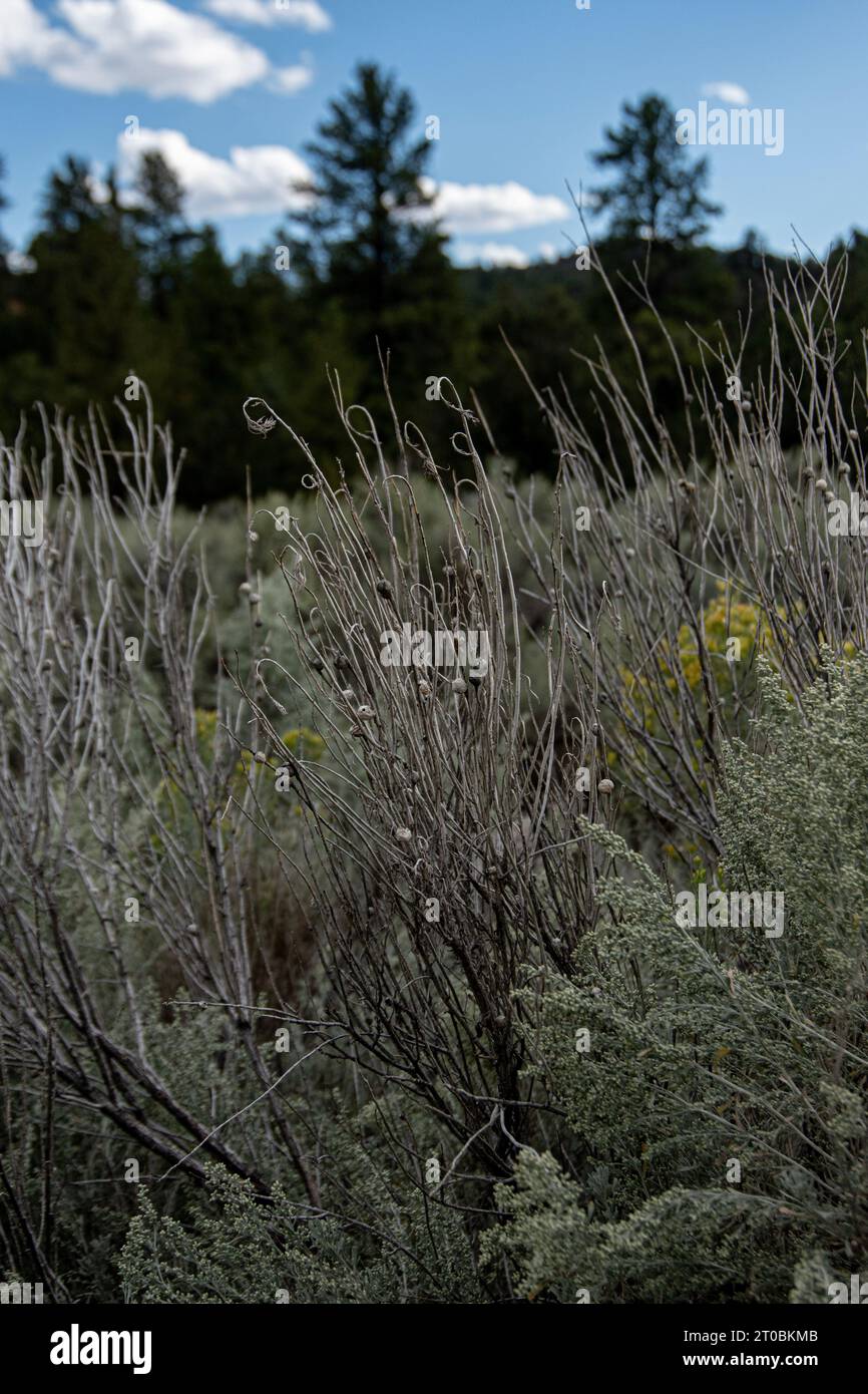 Close up on plants growing in the arid landscape of southern Utah ...