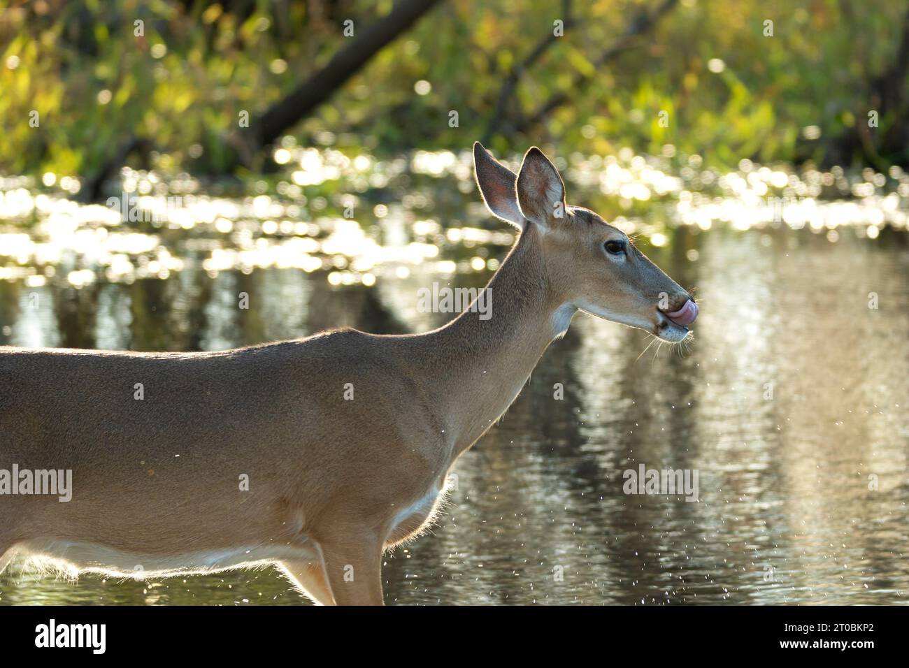 Endangered key deer standing hi-res stock photography and images - Alamy