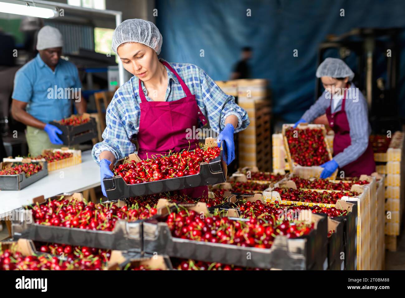 International workers sorting cherries Stock Photo - Alamy