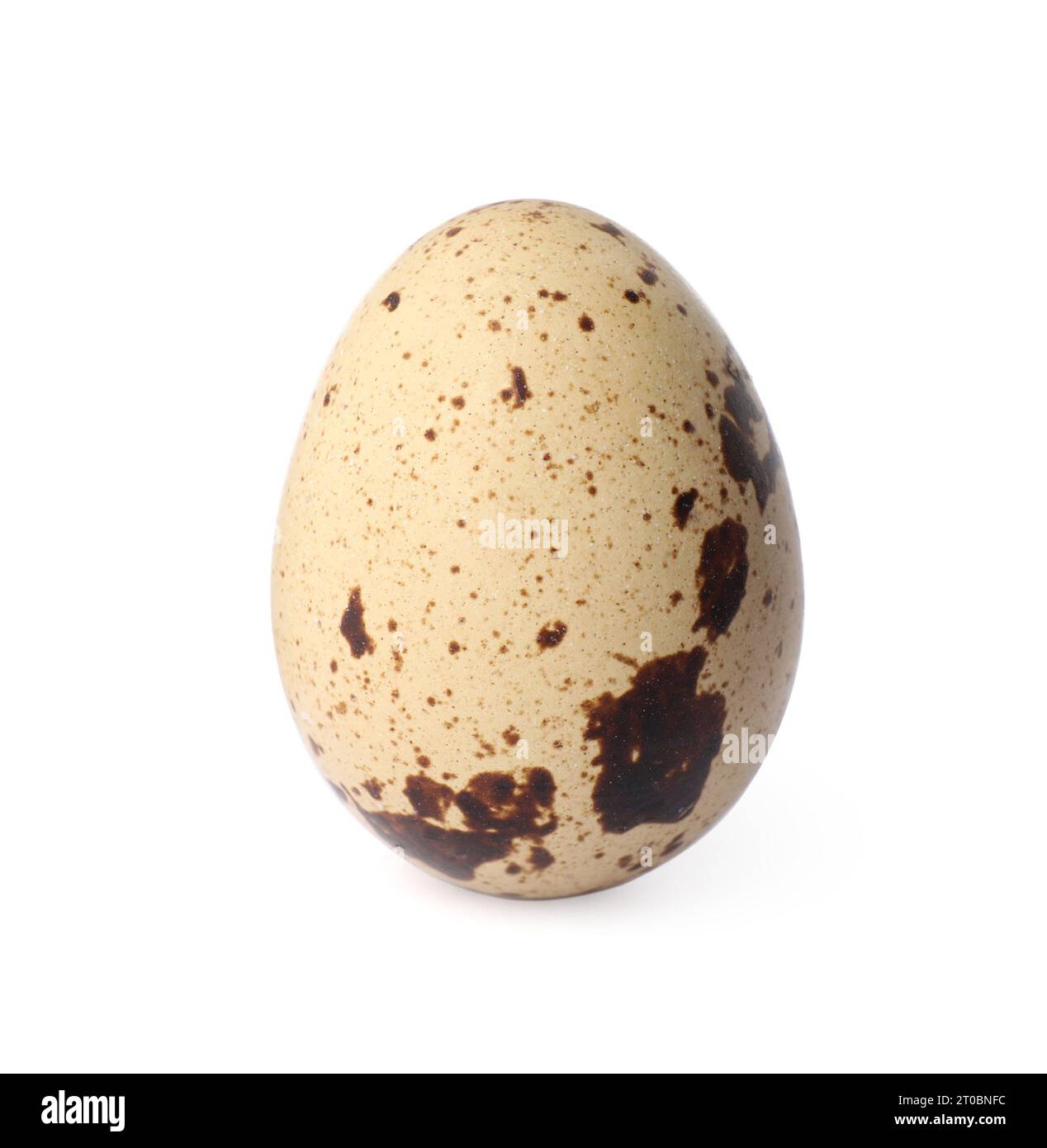 One speckled quail egg isolated on white Stock Photo - Alamy