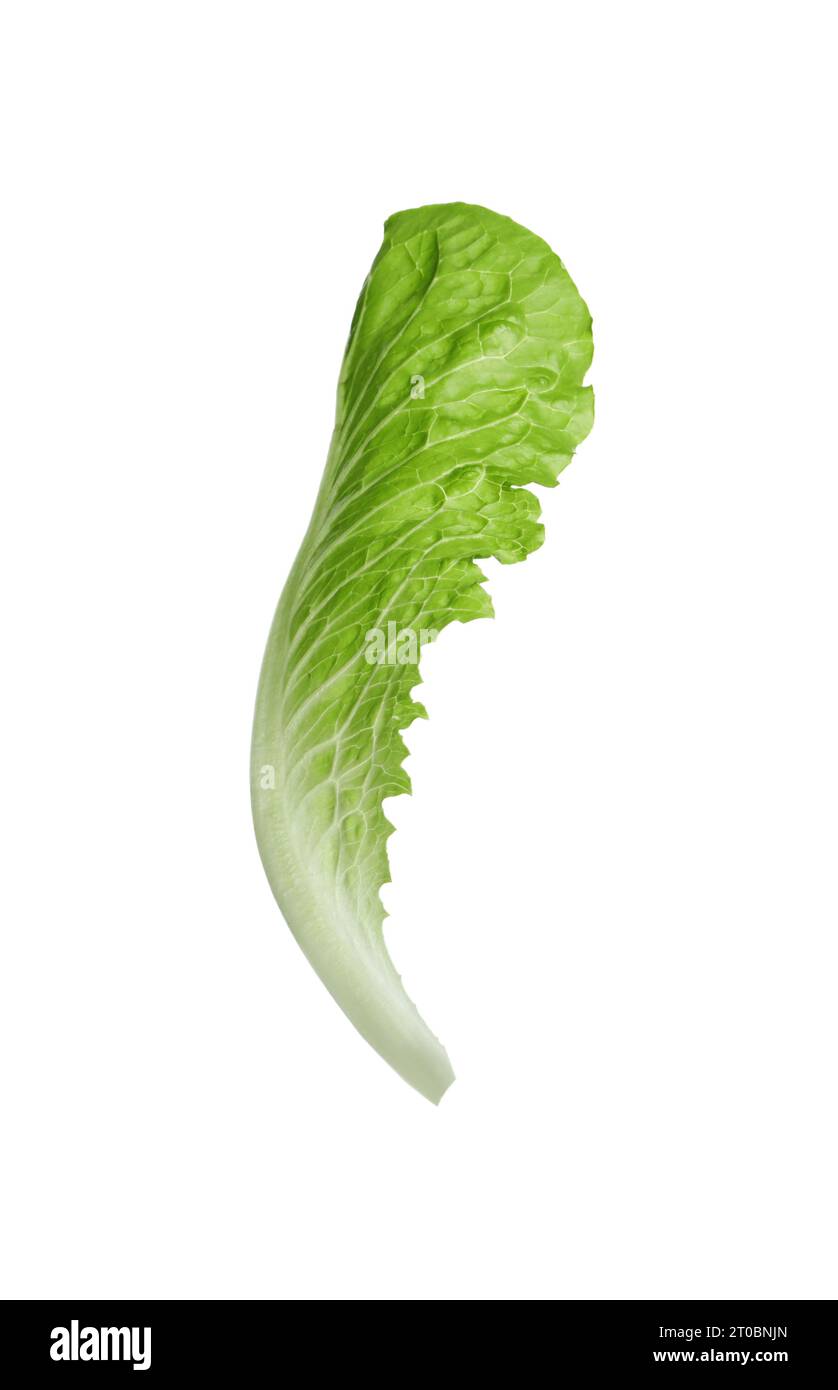 Fresh leaf of green romaine lettuce isolated on white Stock Photo - Alamy