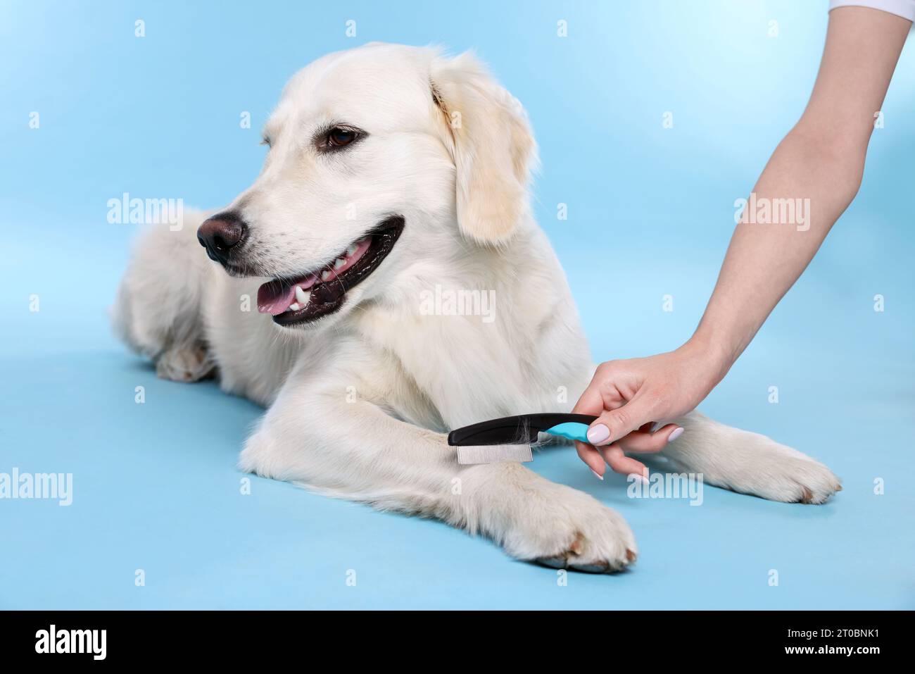 Woman brushing cute Labrador Retriever dog's hair on light blue ...