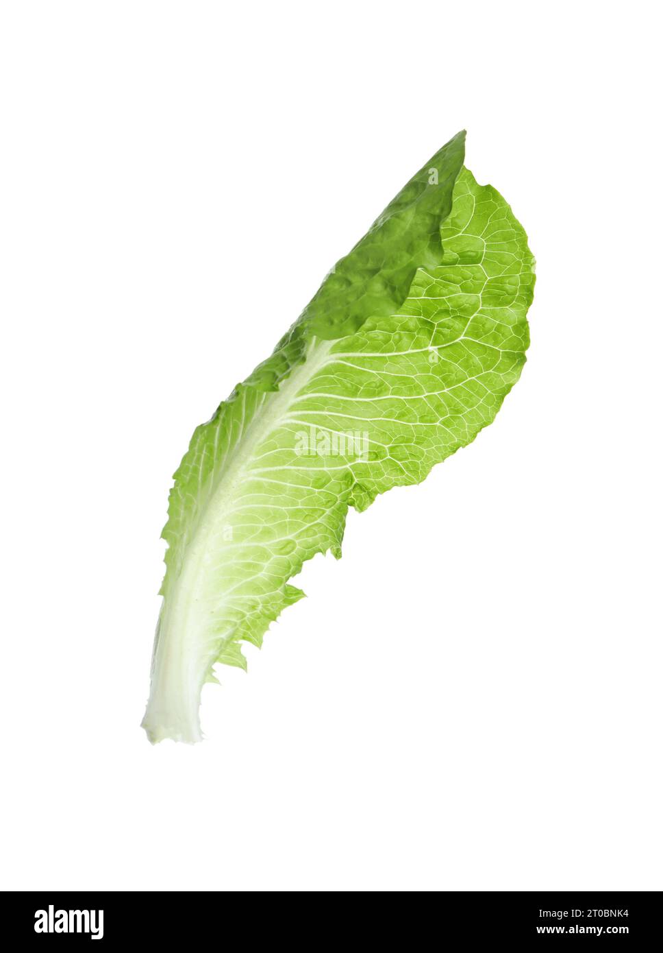 Fresh leaf of green romaine lettuce isolated on white Stock Photo - Alamy