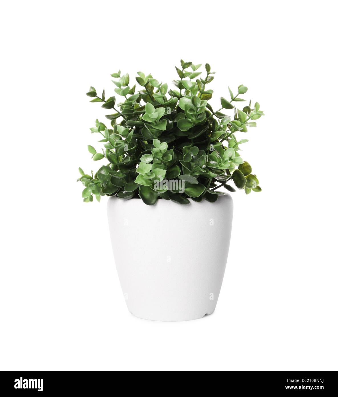 Botany home decor Cut Out Stock Images & Pictures - Alamy