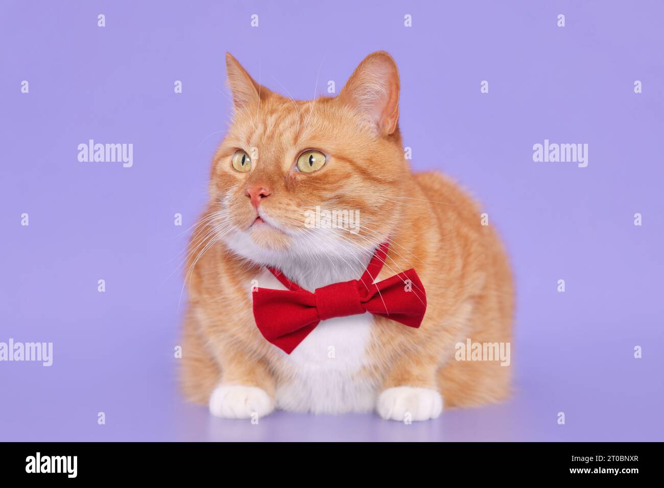 Cute cat with red bow tie on lilac background Stock Photo - Alamy