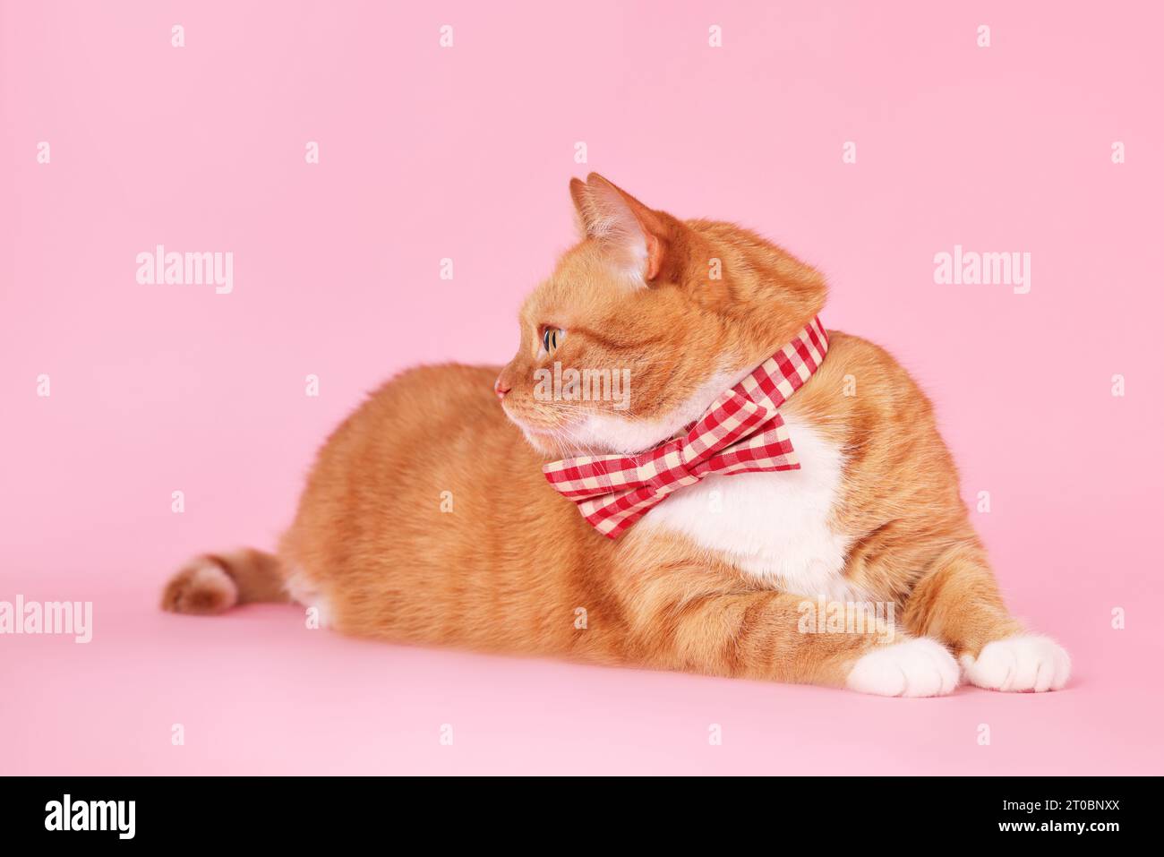 Cute cat with bow tie on pink background Stock Photo - Alamy