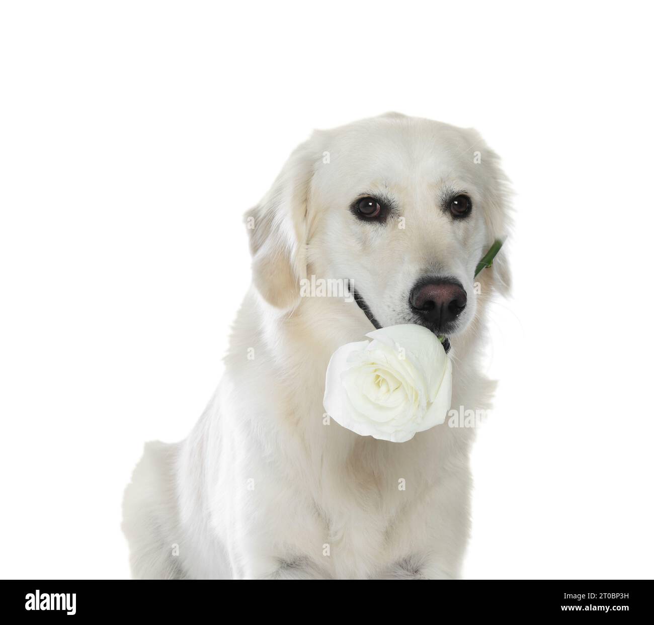 Cute Labrador Retriever with beautiful rose flower on white background ...