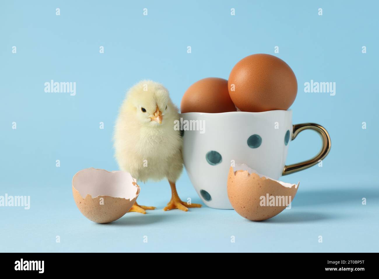 Cute chick, cup with eggs and pieces of shell on light blue background ...