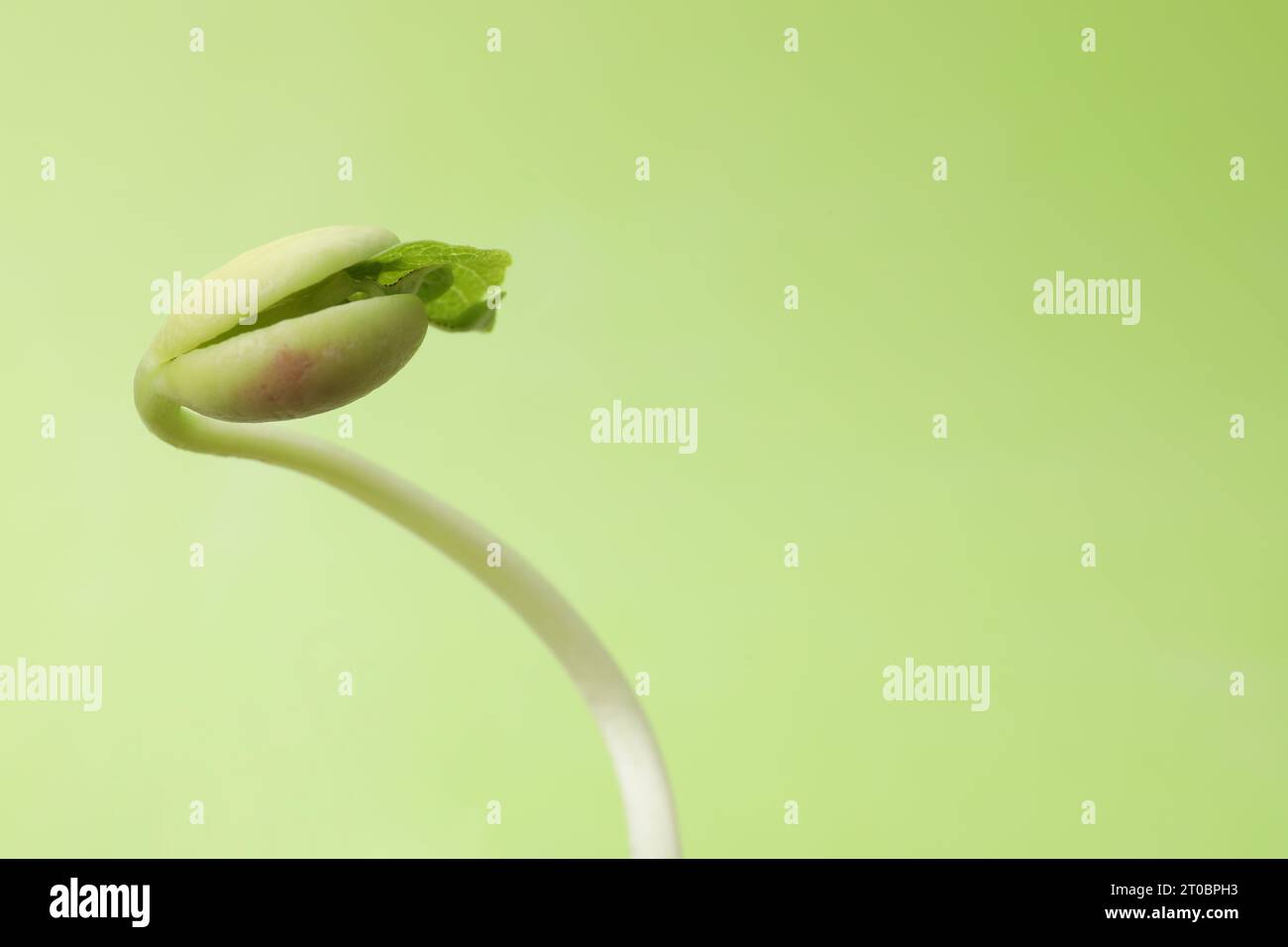 One kidney bean sprout on green background, closeup. Space for text ...