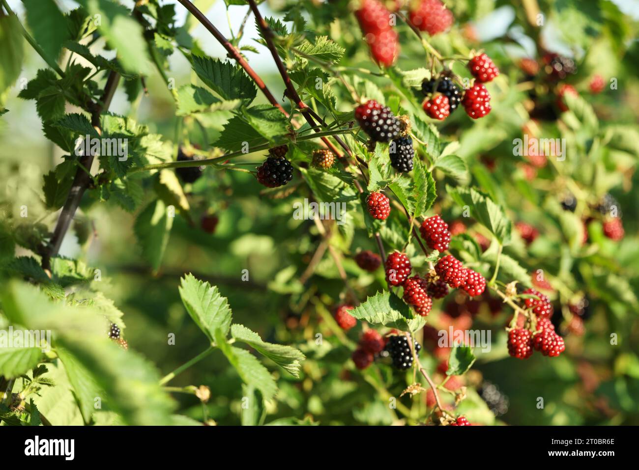 Ripe and unripe blackberries growing on bush outdoors, closeup Stock ...