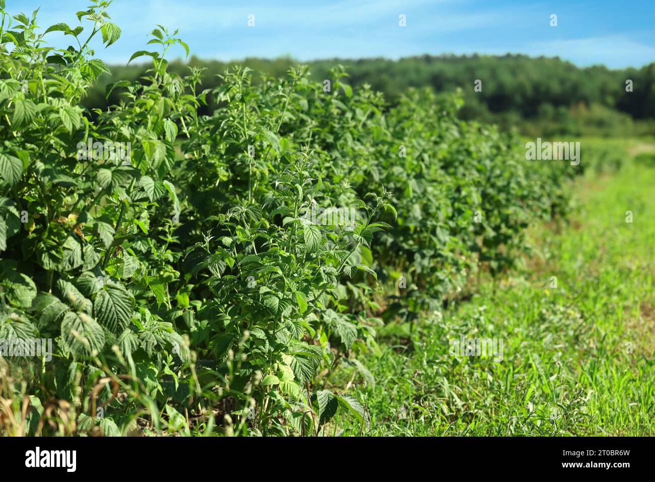 Raspberry bushes with green leaves growing outdoors Stock Photo - Alamy