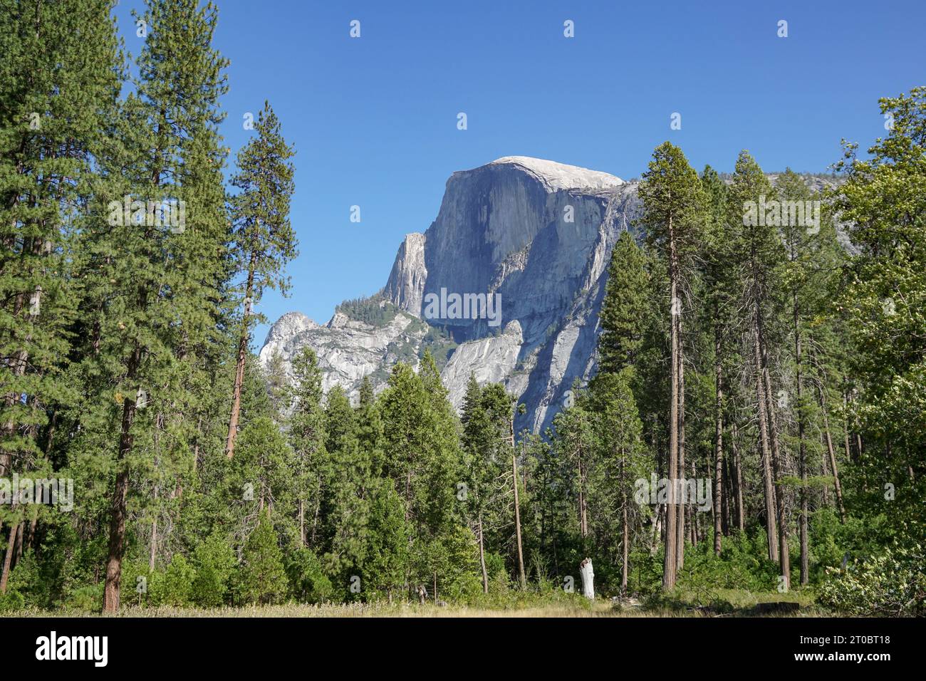 Legendary Half Dome peaks out from behind the pine forest tree line ...