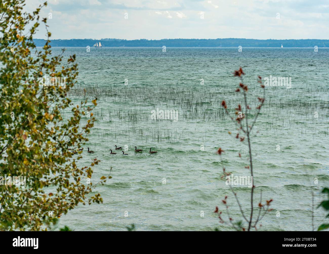 Marshes, reeds, Canada geese, sailing ship surrounded by the waters of ...