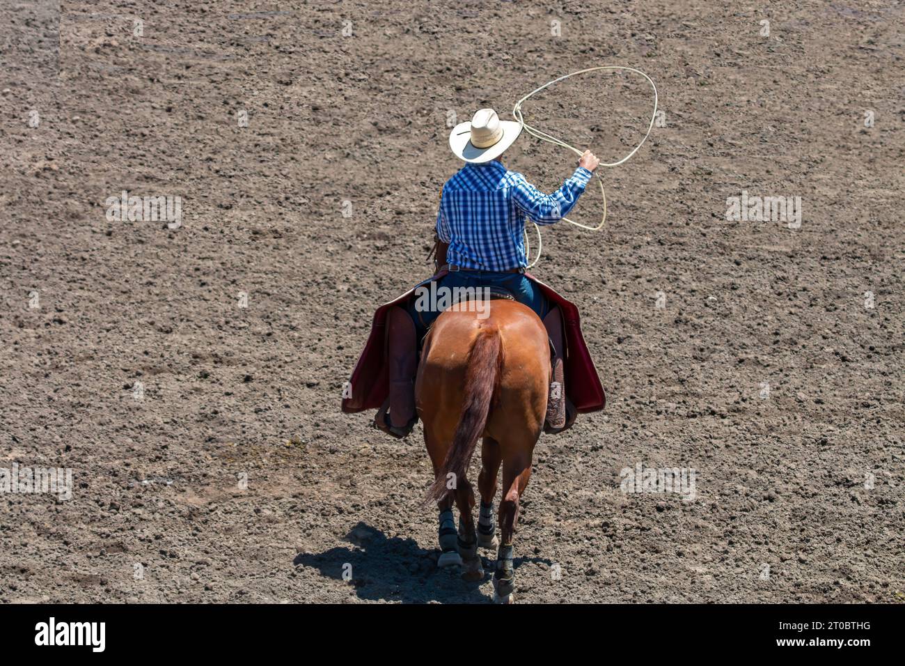 A cowboy is on the back of a brown horse at a rodeo. He is twirling a ...