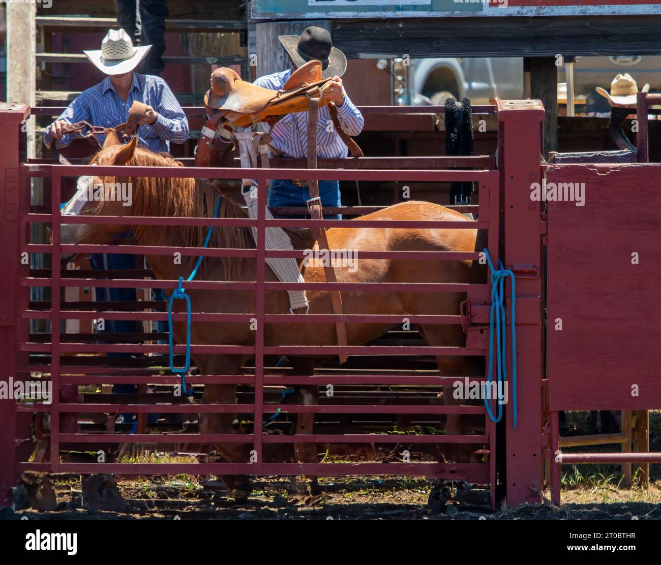 A cowboy is putting a saddle on to a bucking bronco at a rodeo. The ...