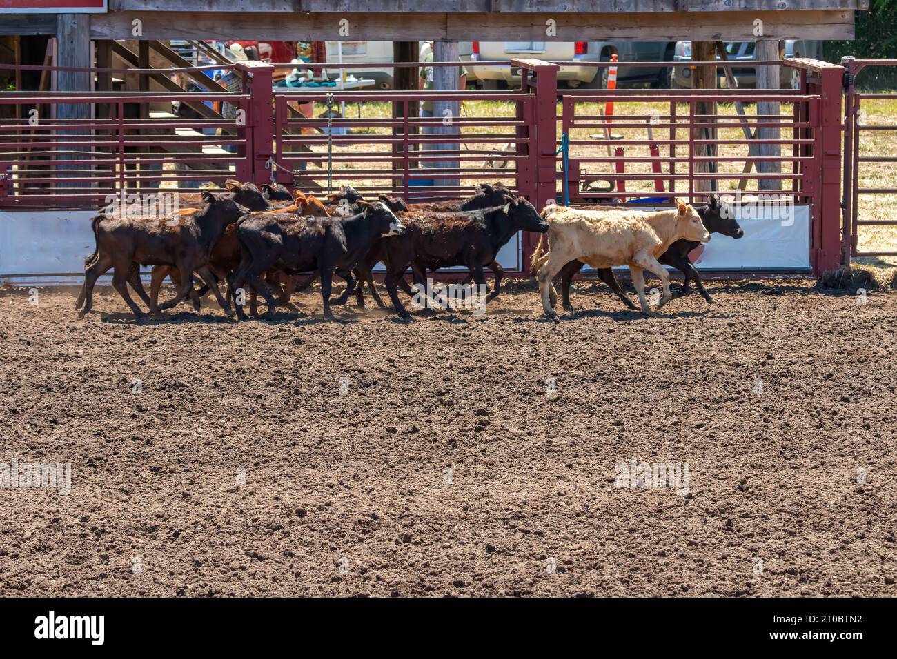 Calves are running across the arena at a rodeo. The calves are brown ...