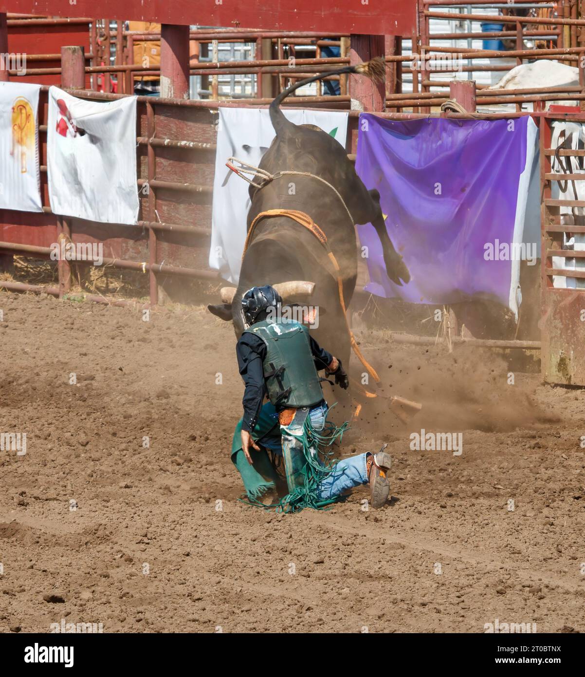 A cowboy is being thrown off the front of black bucking bull. The metal ...