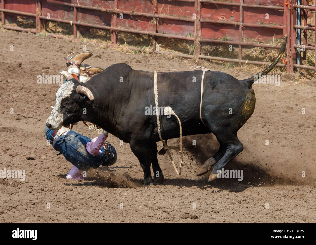 A cowboy is being thrown off the front of the black bucking bull. The ...