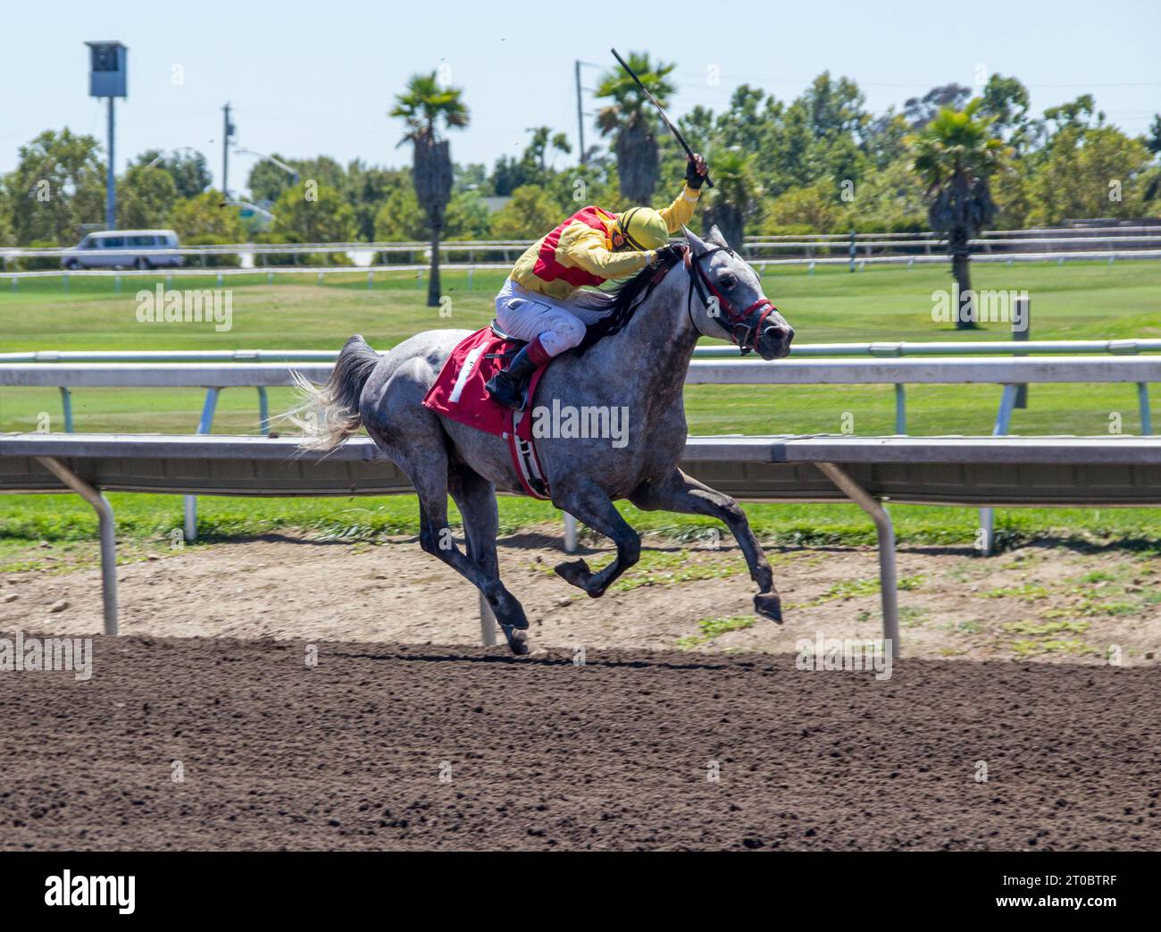 Grey race horse hi-res stock photography and images - Alamy