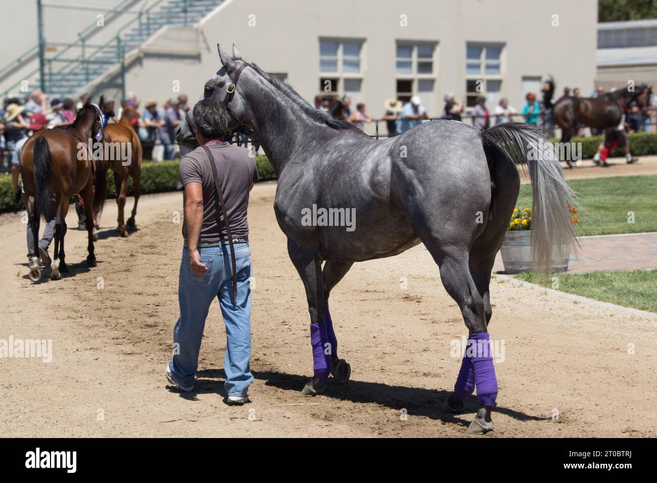 Grey race horse hi-res stock photography and images - Alamy