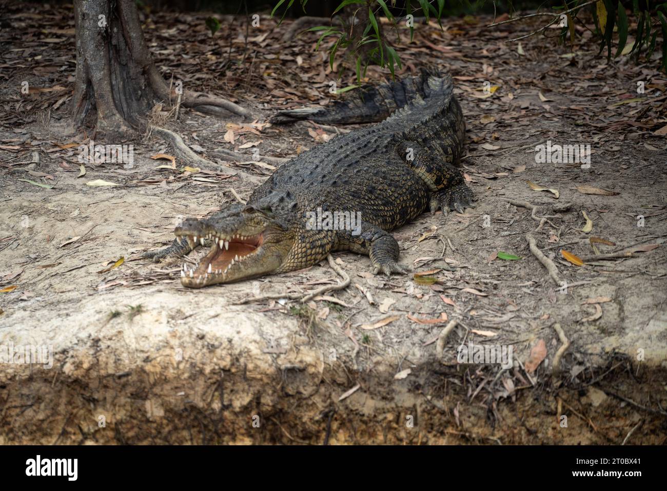 Amazing Australia in a Journey to the Jungle as well as City, to see ...