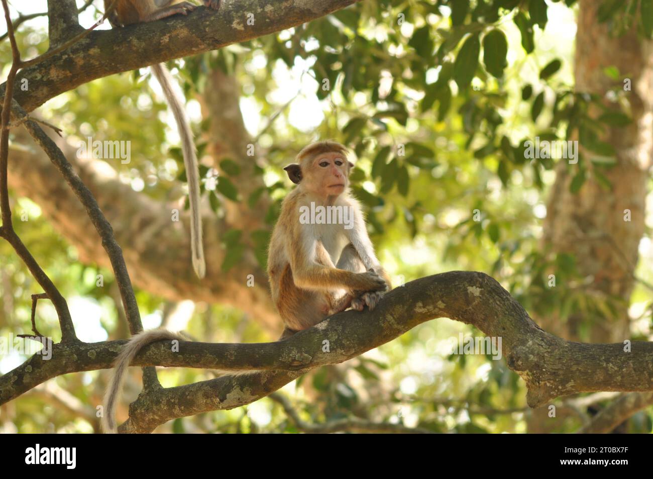 Macaques, Purple faced langur and Monkeys in the Wild in Sri Lanka ...