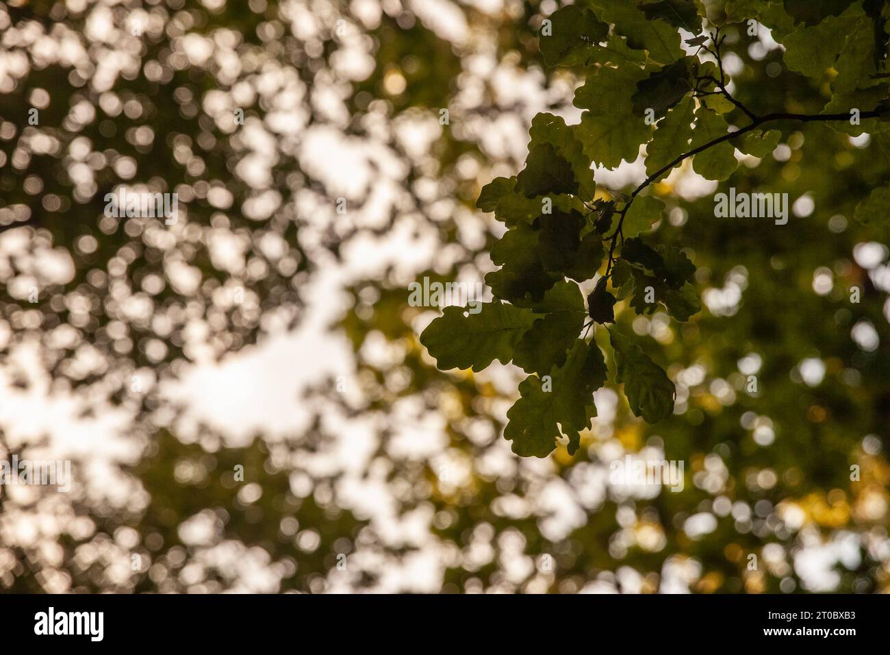 Picture of oak leaves on display on a branch of a tree of Quercus Robus ...