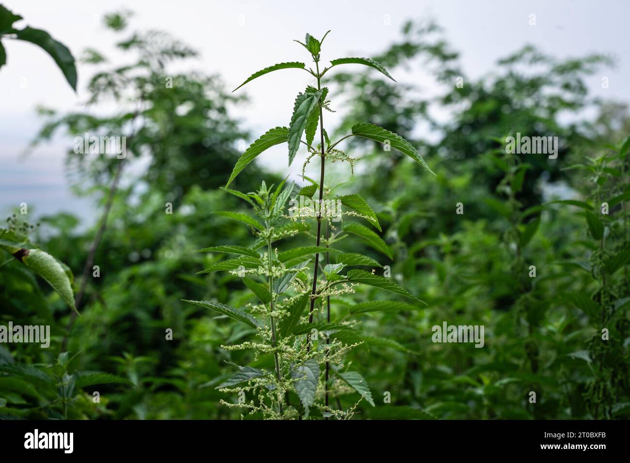 Picture of nettles blooming in Summer. Urtica dioica, often known as ...