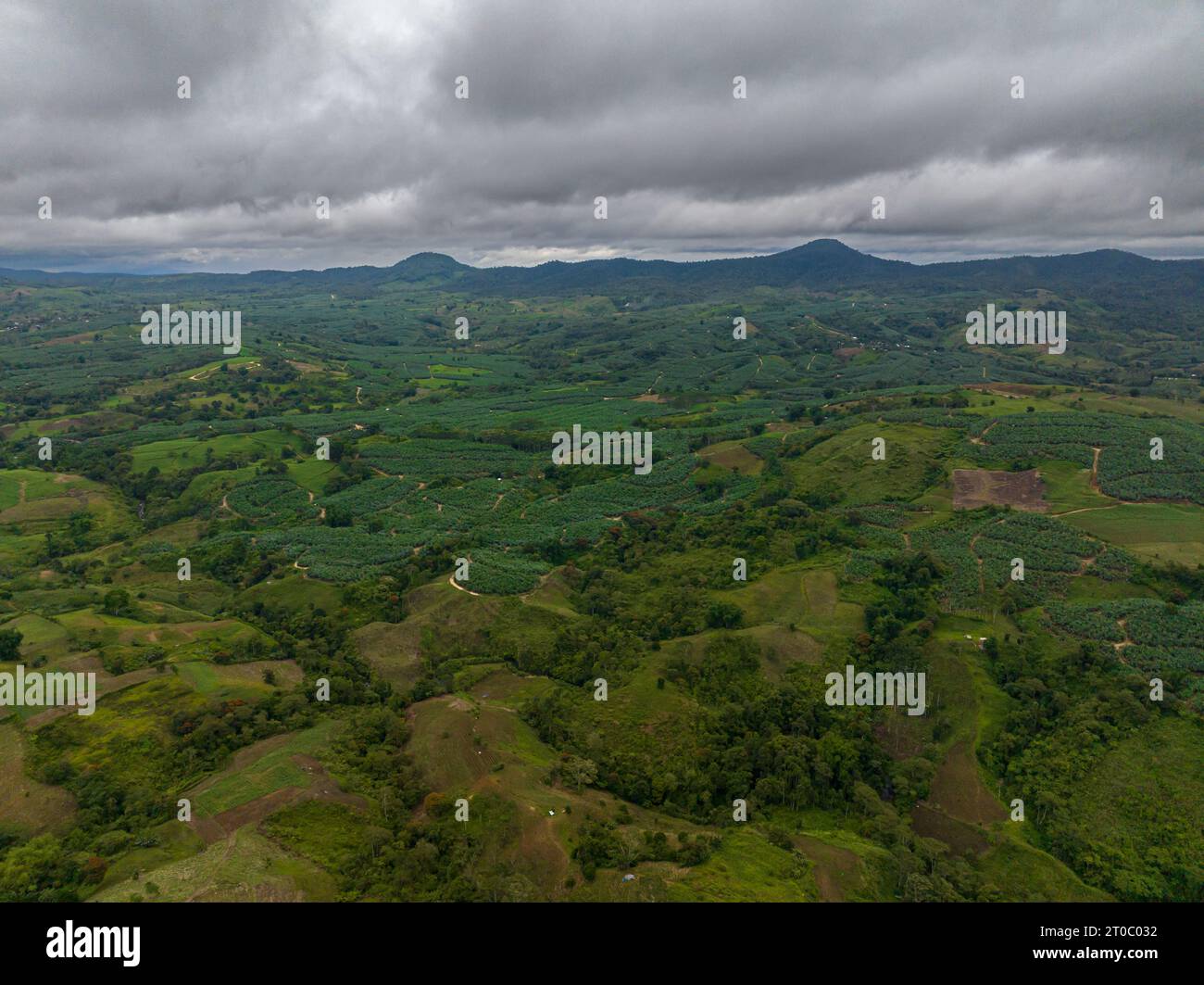 Farmland and valley with banana farm plantations and paddy fields ...