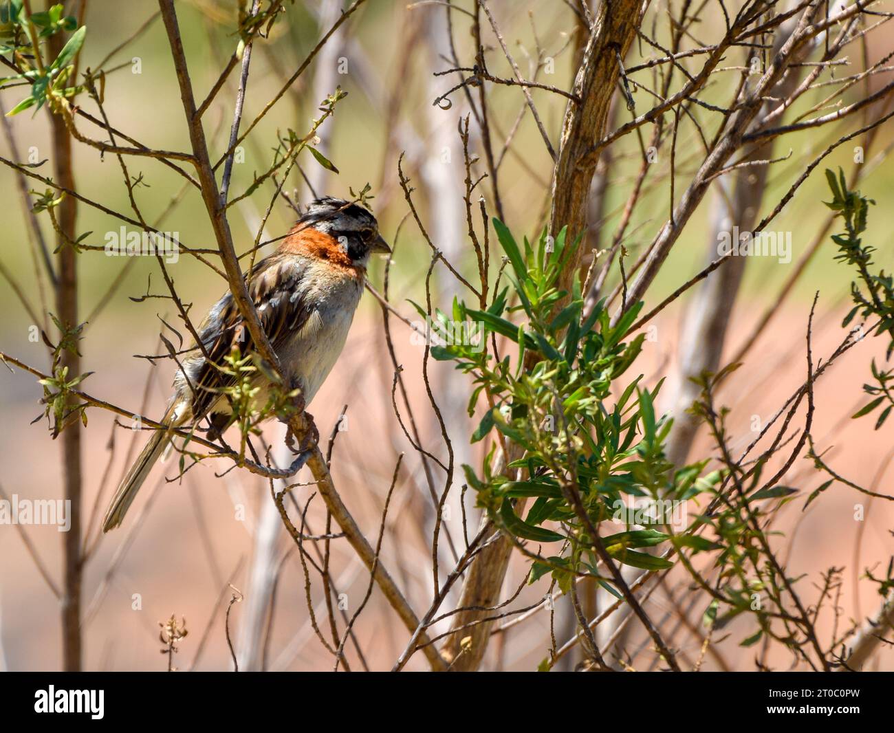 Bird among tree branches. In Brazil, this bird is known as Tico-tico ...
