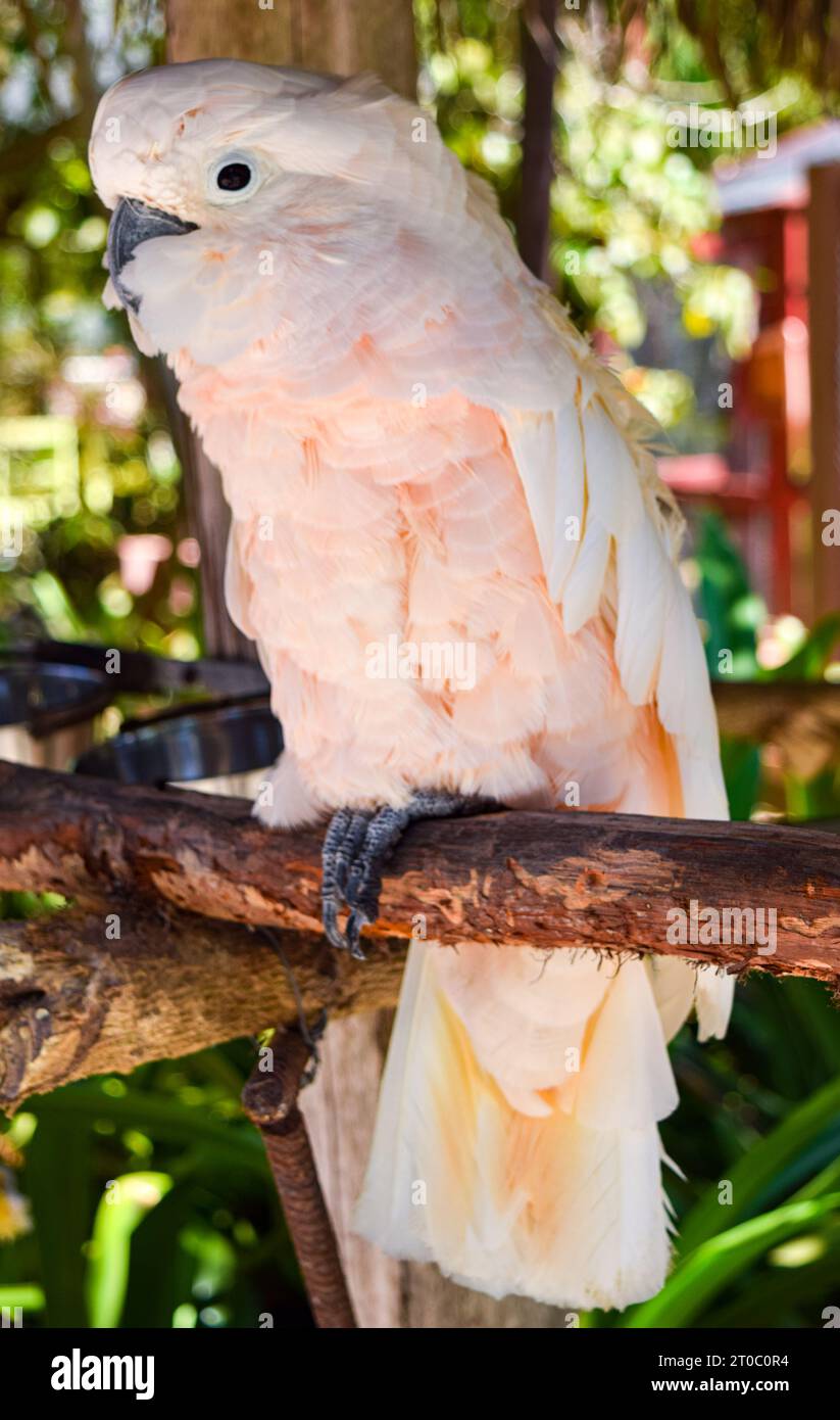 Philippine cockatoo or cacatua haematuropygia on a perch Stock Photo ...