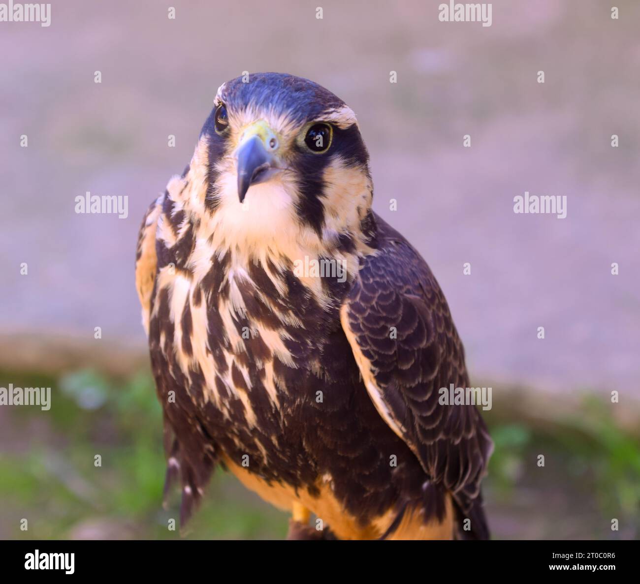 The look of a falco femoralis. Known in Brazil as falcão-de-coleira ...