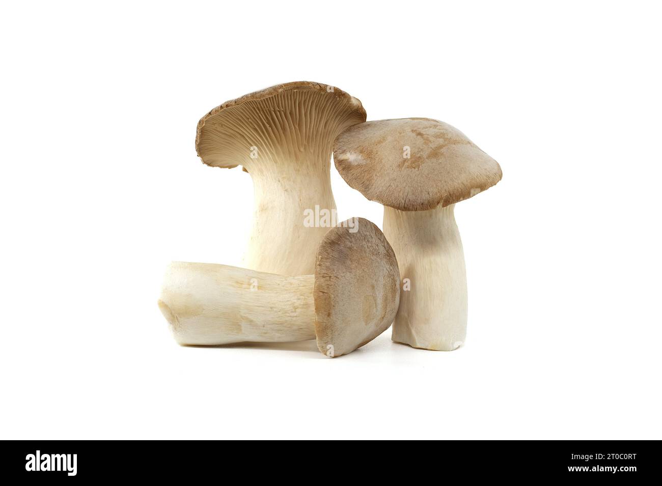 Pleurotus eryngii mushroom isolated on white background, also known as ...