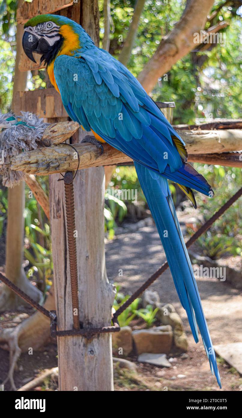 Blue and Yellow macaw (Ara ararauna) displaying all its colors Stock ...