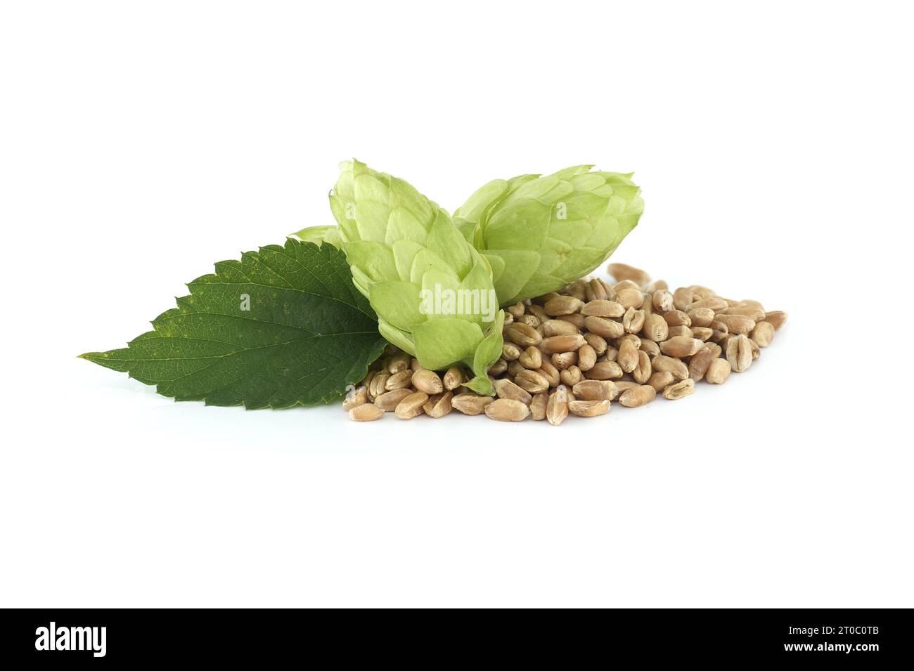 Fresh green hops cones and pile of grain in close up isolated on white ...