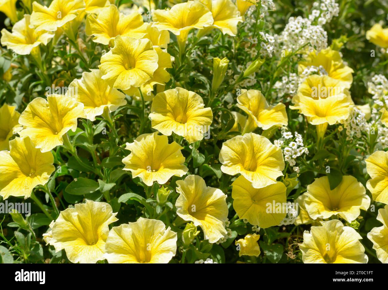 Yellow petunia flowers in horizontal format Stock Photo - Alamy