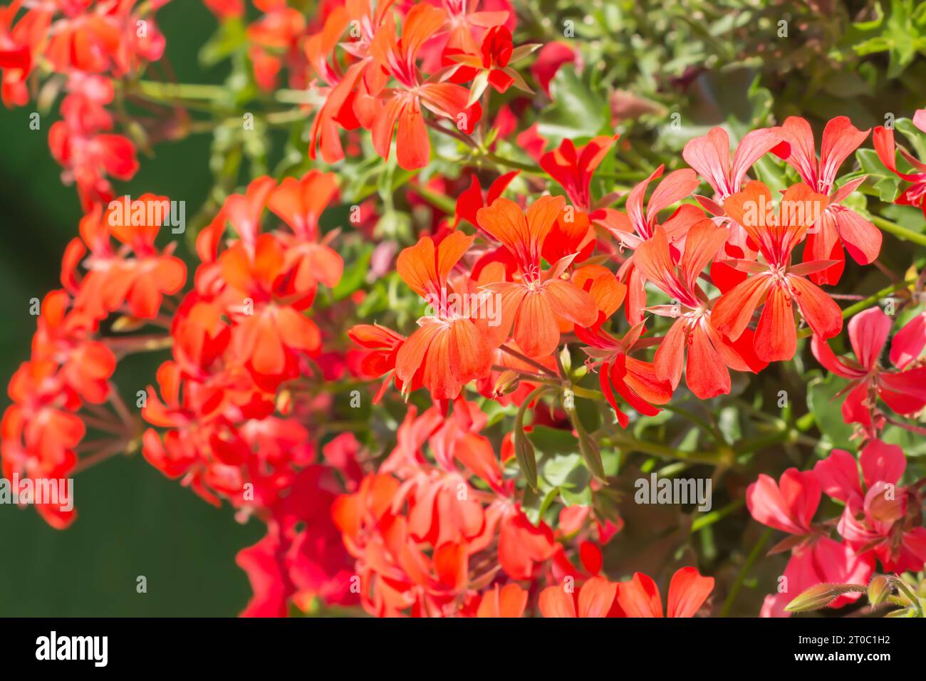 Ivy pelargonium hi-res stock photography and images - Alamy
