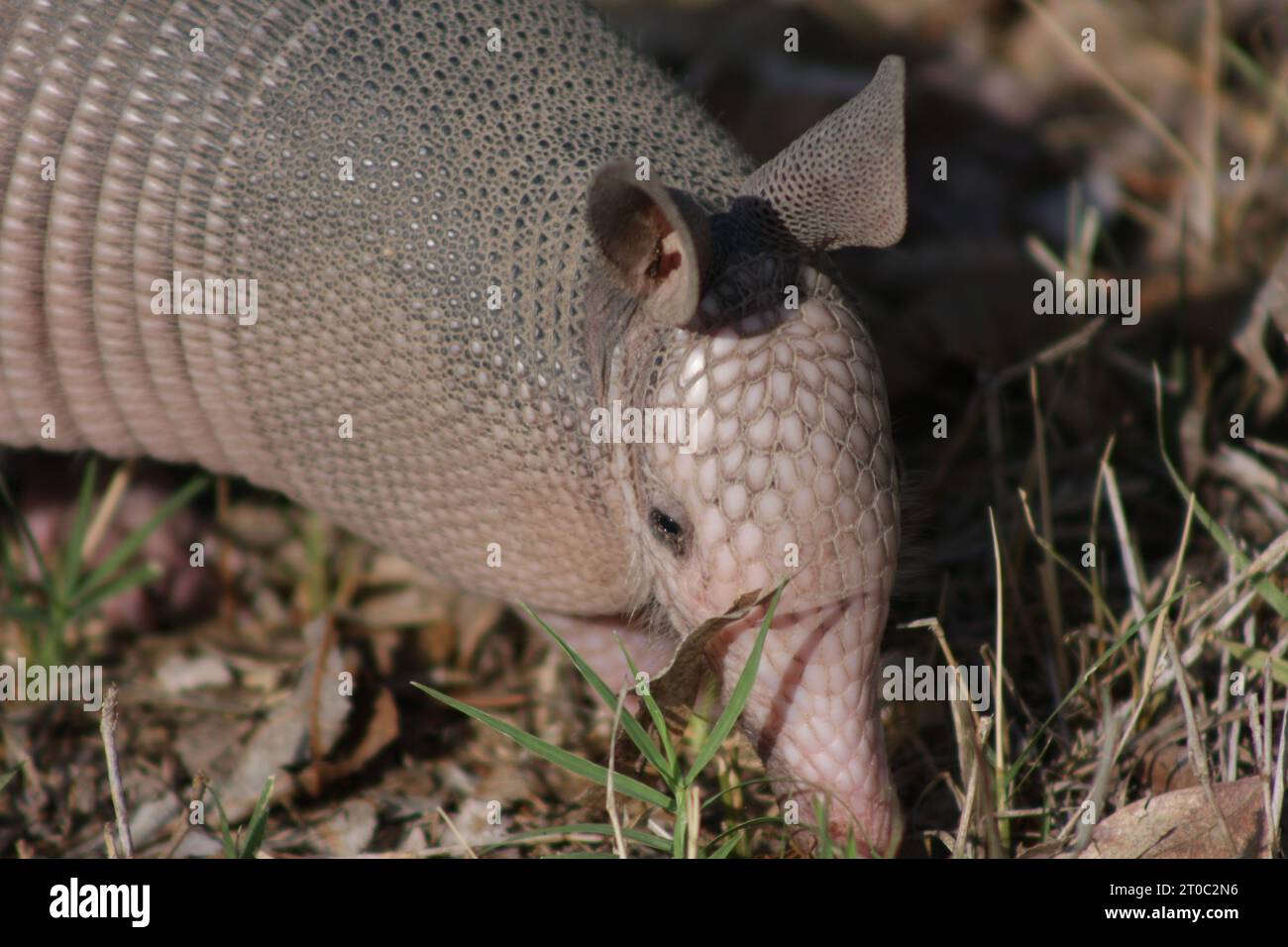 Gsfd hi-res stock photography and images - Alamy