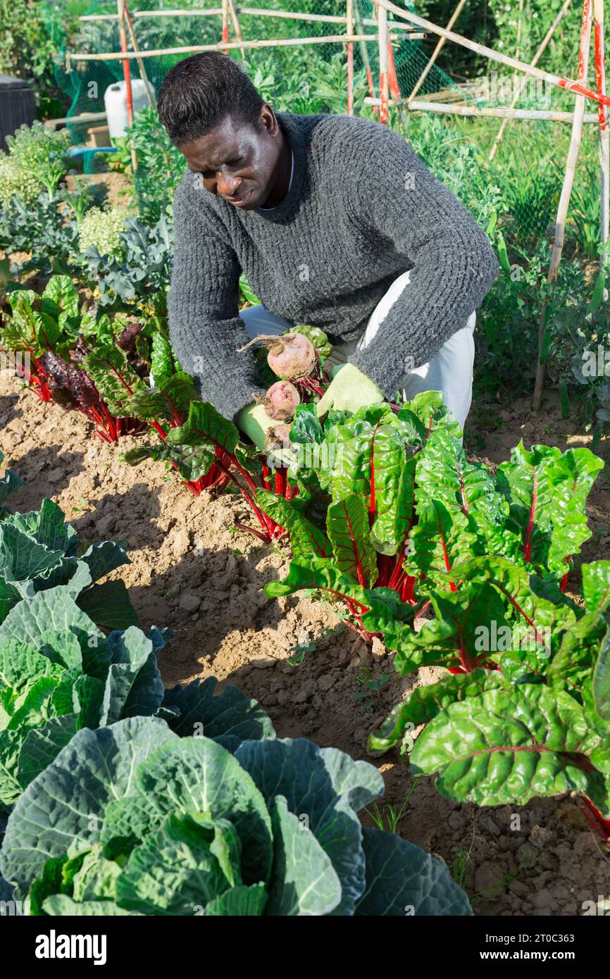 Afro american farmer man harvesting fresh beetroot Stock Photo - Alamy