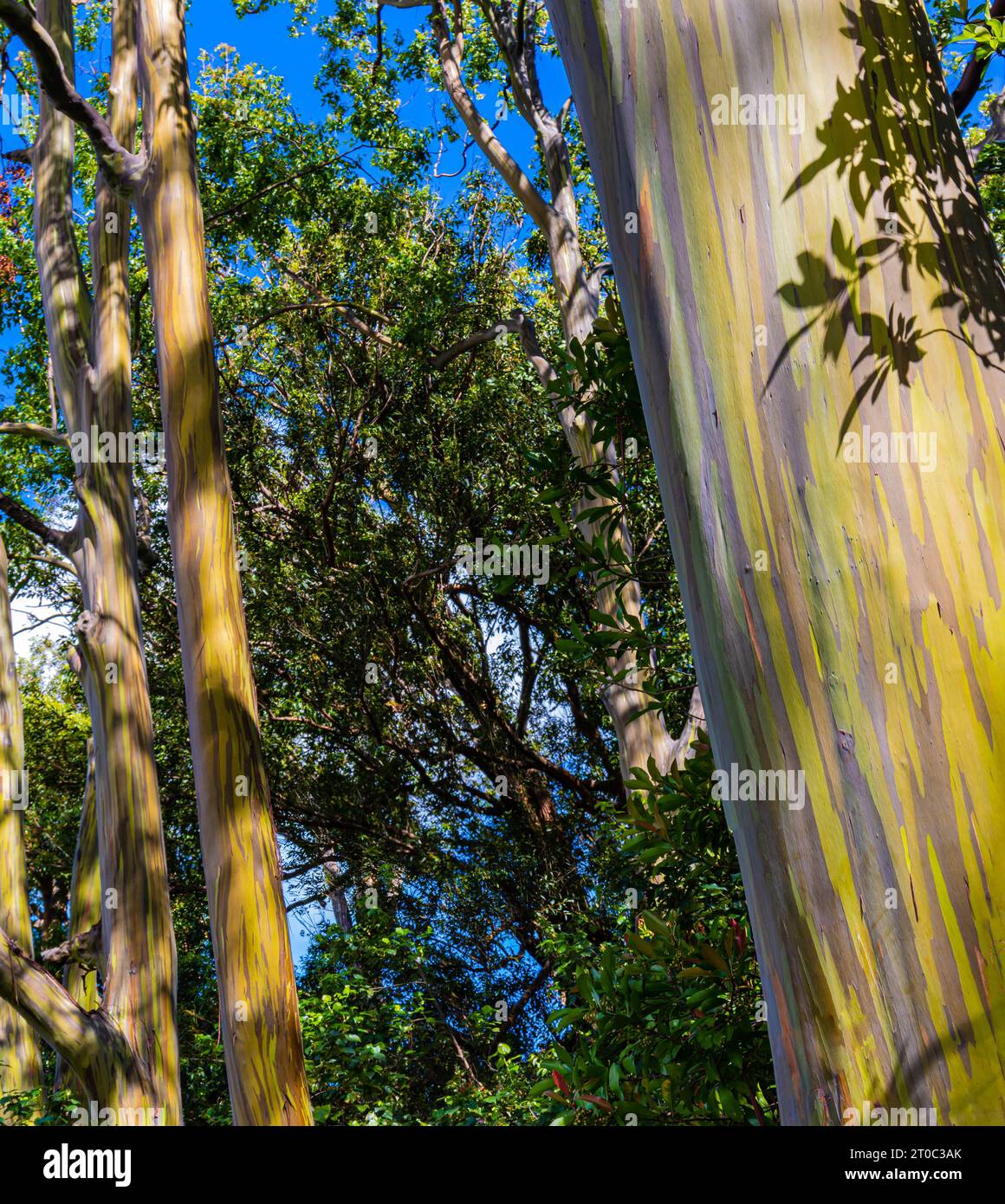 Path to The Rainbow Eucalyptus Tree Forest on The Road to Hana, Haiku ...