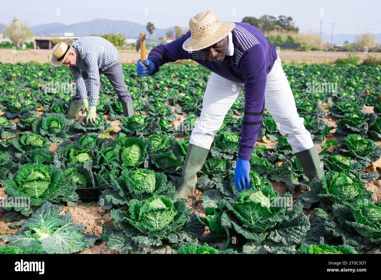 Farmer harvesting cabbage on farm Stock Photo - Alamy