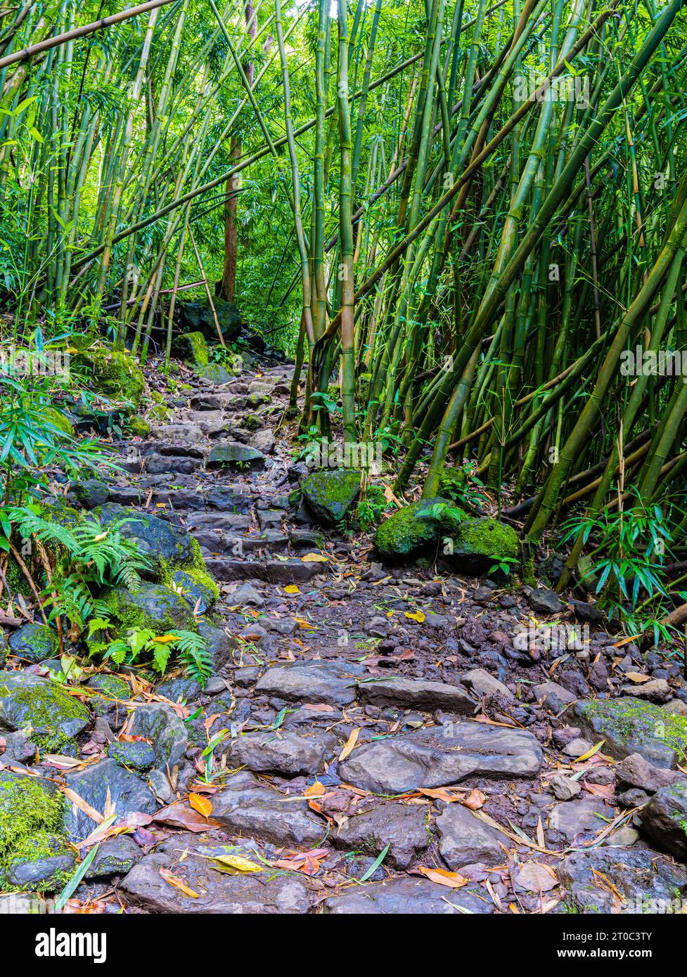 Bamboo Forest Path Maui